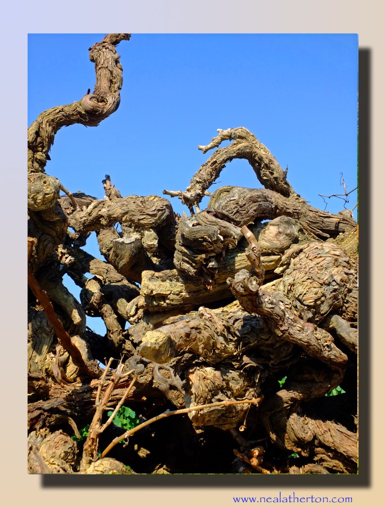 French Wine Uncorked – French Travel Books – France, Paris, Provence ...